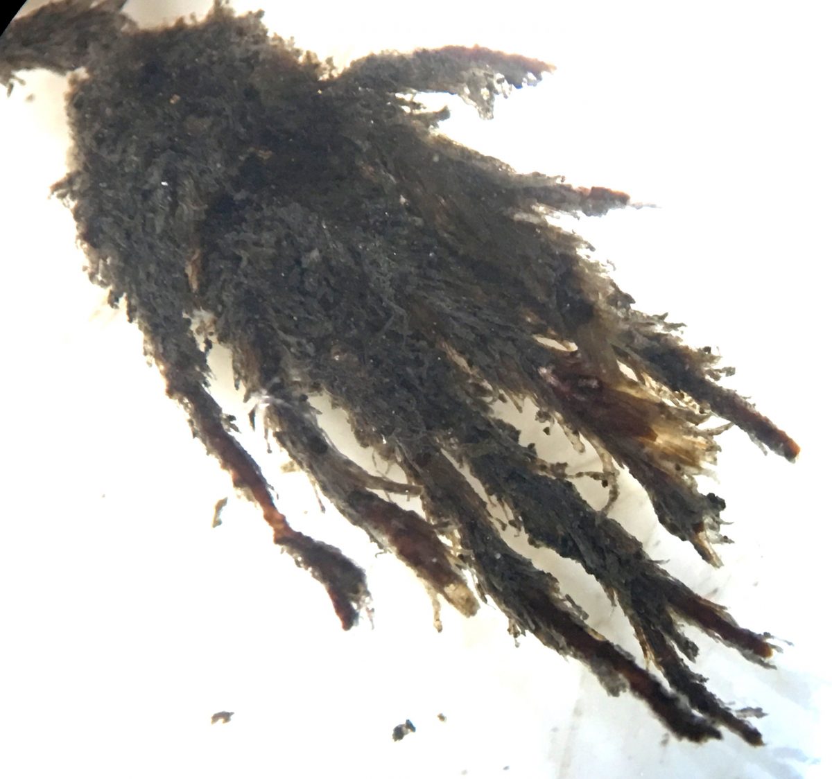 Animal, Vegetable, or Mineral (Part II) - GreenBuildingAdvisor